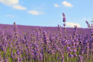 看護計画 op tp ep 慢性心不全 看護実習 書き方 例 | 看護教員にこブログ